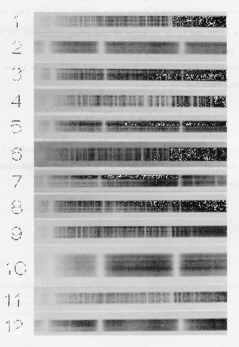 Spectral Classification Lab